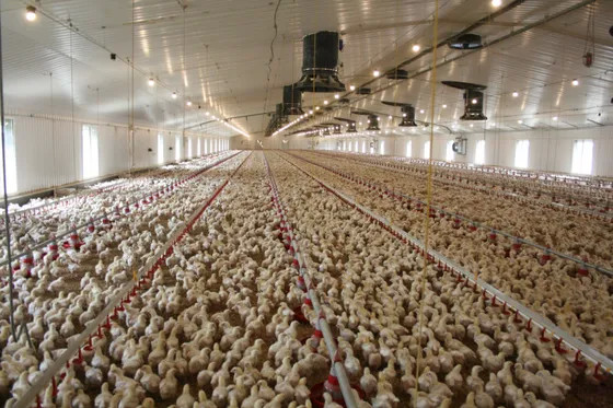 Wind Resistant Commercial Poultry House Q355 Chicken Farm Steel Structures